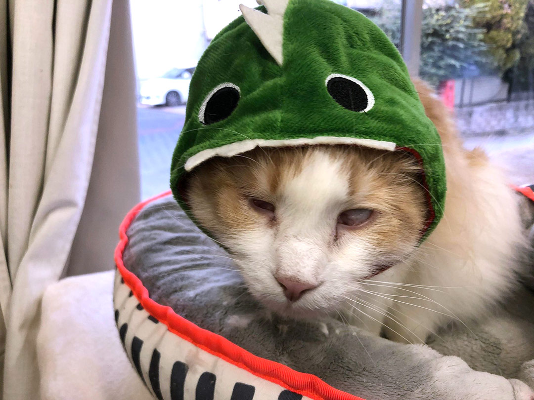 恐竜＠まもる – 保護猫カフェ Meooow!